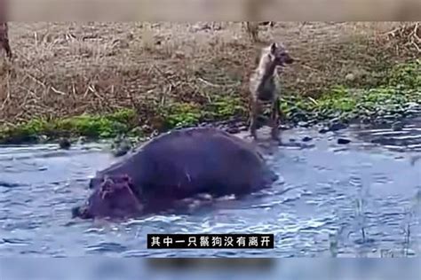 鬣狗单挑几吨重的河马，撕咬河马脆肉部位，草原二哥果然名不虚传河马部位草原