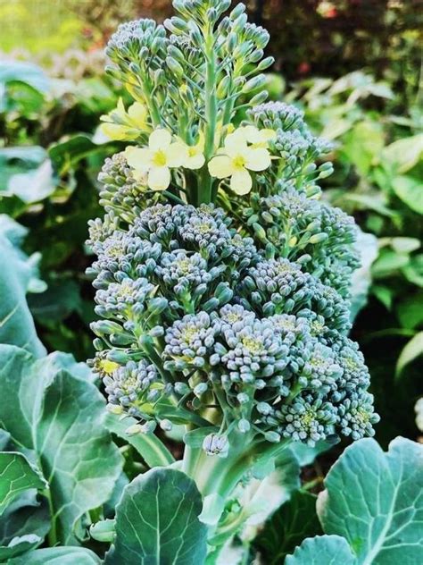 Why Is Your Broccoli Bolting Premature Flowering And What You Can Do