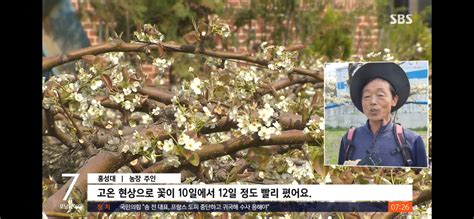이상고온 후 급강하로 냉해피해 입은 과일농가 미스터리공포 에펨코리아