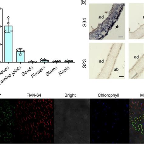 Expression Pattern Of Lsnrl4 And Subcellular Localization Of