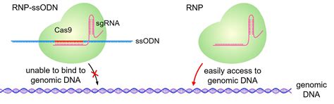 Lipid Nanoparticles Highly Effective In Gene Therapy Asia Research News