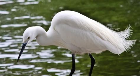 21 Unique White Birds With Long Necks