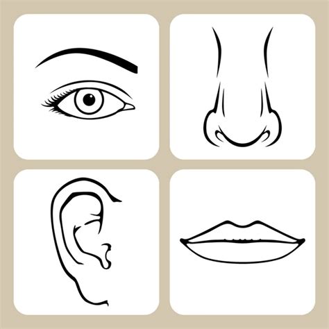 ᐈ Ojos nariz y boca para colorear imágenes de stock fotos nariz