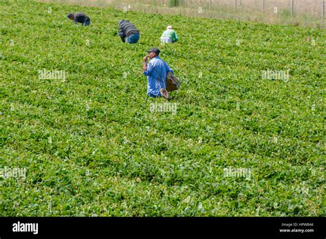 Mexican Immigrant Farm Workers Mostly Undocumented Illegals Work In