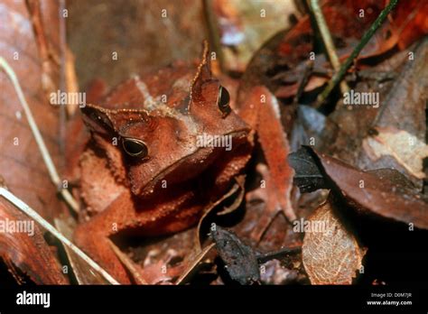 A Peruvian Tree Toad Is Well Camouflaged In Its Leafy Rain Forest