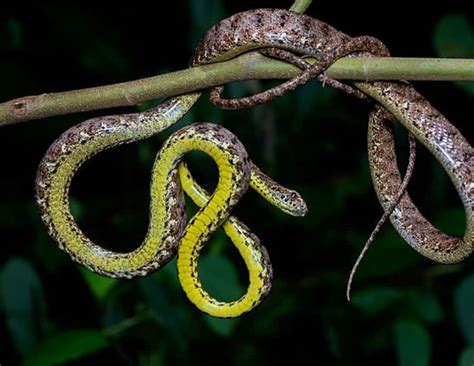 Can Snakes Actually Climb Walls Smore Science Magazine