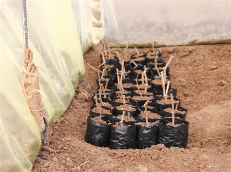 Planting Trees Below Turkish Bombs In Syria