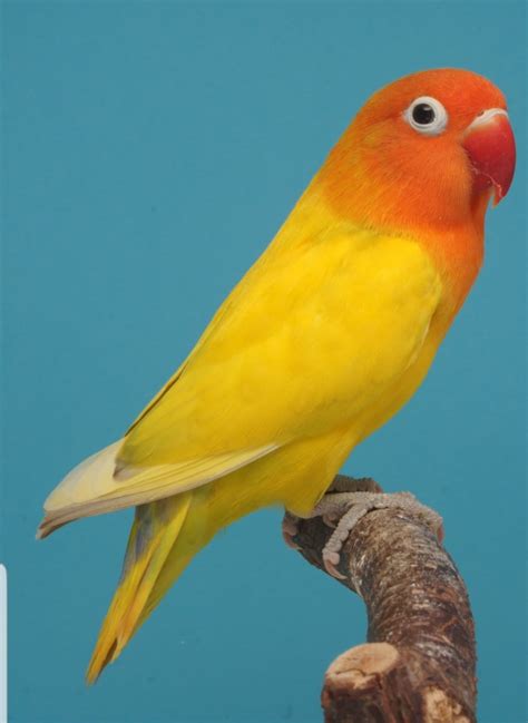 What Mutation Is This Dilute African Love Bird Society
