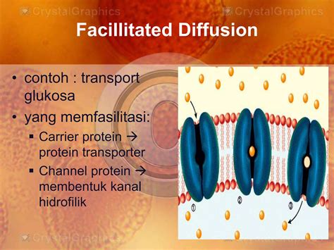 Struktur Membrane Selpptx