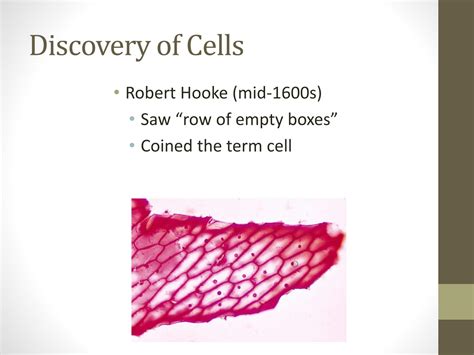 SOLUTION Bio Cell Theory And Structure Studypool