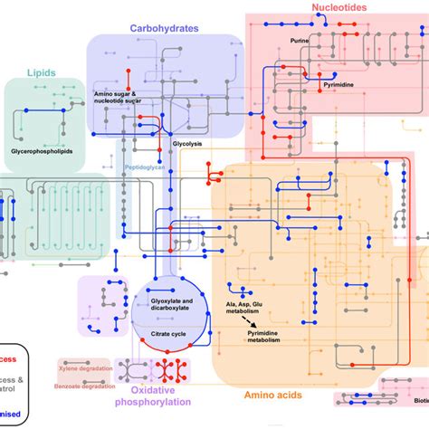 Metabolic Genes Contributing To S Aureus Survival And Proliferation In