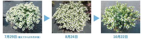 サントリーフラワーズの「夏の暑さに強い花」をピックアップしました♪サントリーフラワーズ 花とおしゃべりブログ