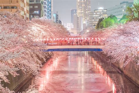 東京賞櫻中目黑櫻花祭800株盛開夢幻櫻花河、人氣目黑川夜櫻景點開花時間、花期、交通 Banbi 斑比美食旅遊