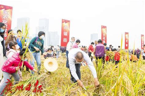番禺区大禾田农业公园！广州南站周围的金黄稻田！