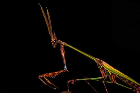 Bug Time 🪲🐜🐛 On Tumblr