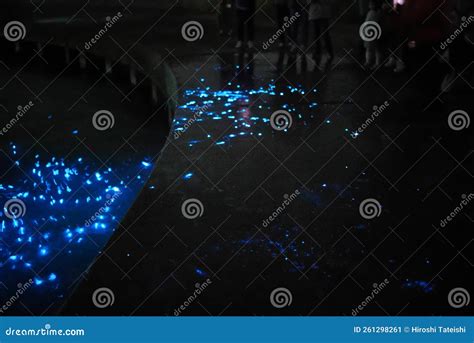 Beautiful Blue Lights Emitted From Sea Firefly Or Vargula Hilgendorfii