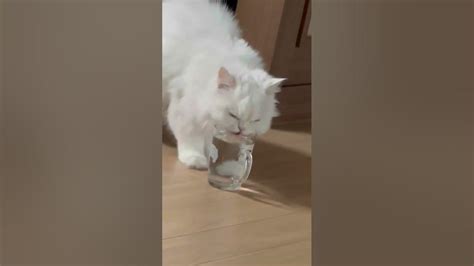 집고양이 주제에 얼음물을 좋아한다 고양이 집사 야옹 페르시안고양이 물먹는고양이 Youtube