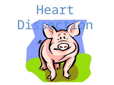 Ppt Heart Dissection Base Apex Auricles Rt Lt Ear Shaped Extensions Of The Atria Dokumen Tips