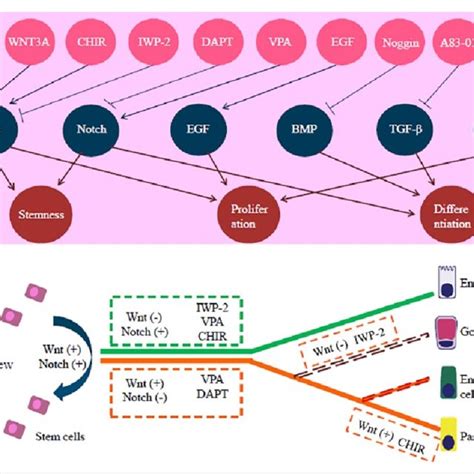 Regulation Of Intestinal Organoid Formation By Different Growth