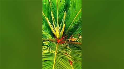 Kangi Palm Cycas Tree 😍🌹 Youtube