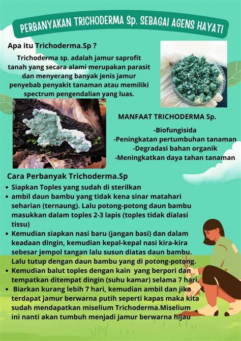 Foto Artikel Perbanyakan Trichoderma Sp Pada Pengolahan Lahan Untuk Pencegahan Penyakit Layu