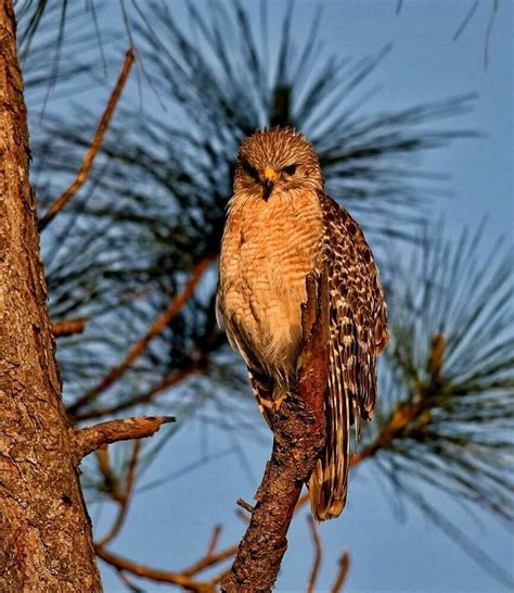 Red Shouldered Hawk Backyard Birds Birds Animals
