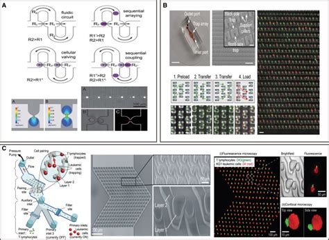 Profiling Signaling Mediators For Cell Cell Interactions And Communications With Microfluidics