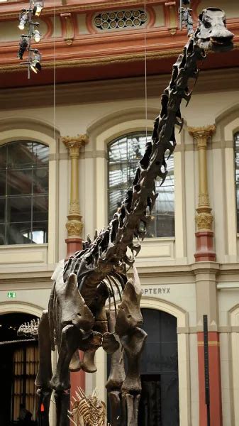 Diplodocus Skeleton Apatosaurus A And Diplodocus B Are Shown In