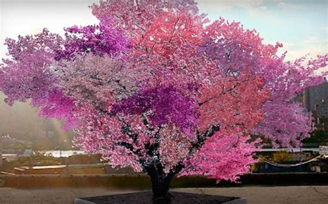 Fruit Trees Grafted Together At Charles Barton Blog