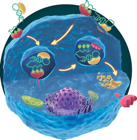 Cover Picture Organocatalytic Enantioselective Synthesis Of Axially Chiral N NBisindoles