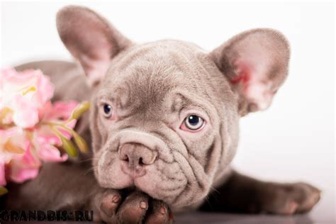 Щенок французского бульдога мальчик 120 окрас изабелла дата рождения 10 июня 2022