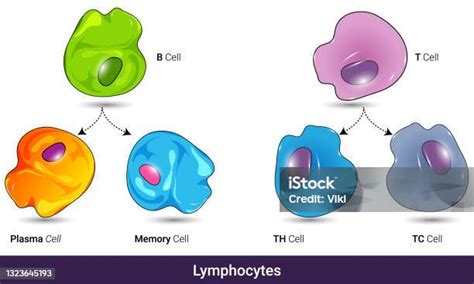 Ilustrasi Jenis Limfosit Ilustrasi Stok Unduh Gambar Sekarang Biologi Diagram Medis