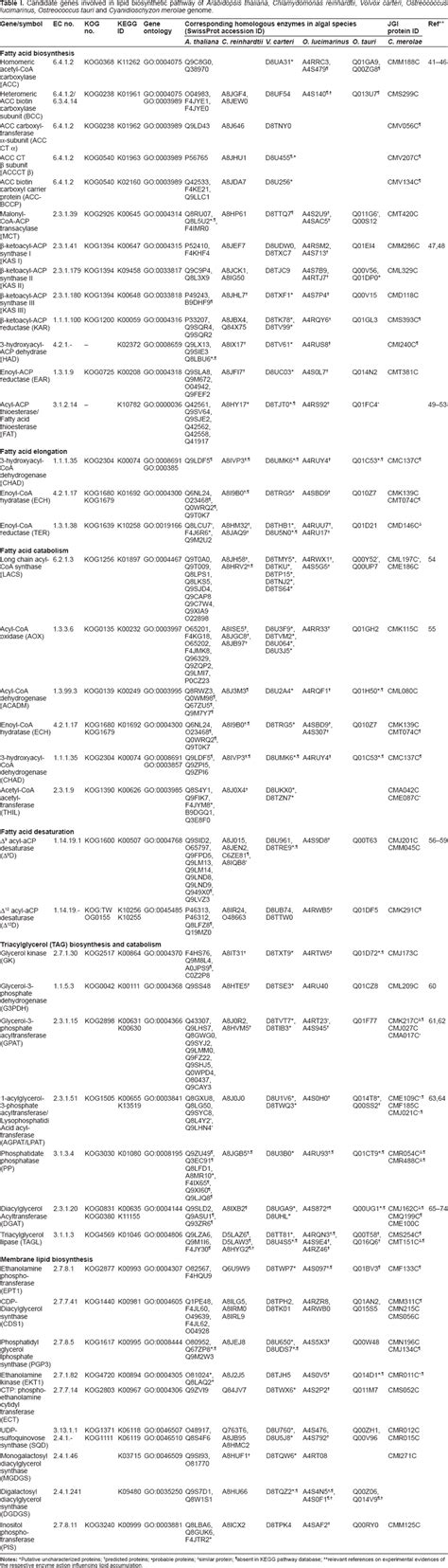 Candidate Genes Involved In Lipid Biosynthetic Pathway Of Arabidopsis