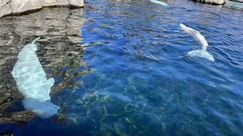 Beluga Whale In Critical Condition At Mystic Aquarium