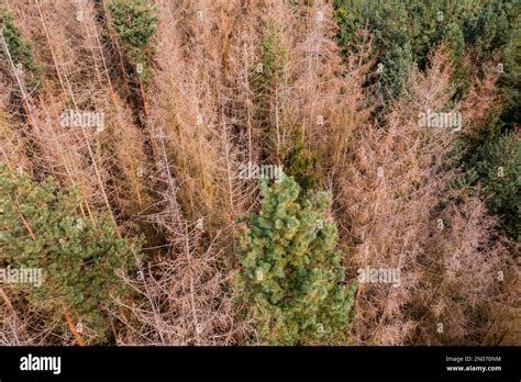 Mortality Hi Res Stock Photography And Images Alamy