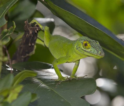 Anolis Cuvieri On The Prowl Anole Annals
