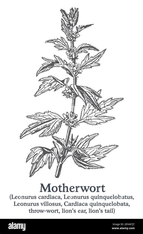 Motherwort Vector Hand Drawn Plant Vintage Medicinal Plant Sketch