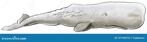 Hand Drawn Illustration Of A Sperm Whale Physeter Macrocephalus Stock