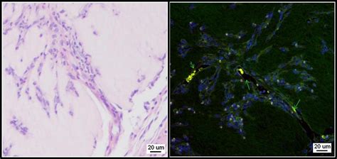 Nesps 26th Annual Meeting Abstracts Defining Parameters For Rapid