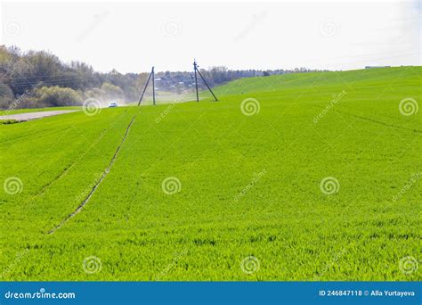 Green Grass In Early Spring Grows In A Field On A Sunny Day Against A