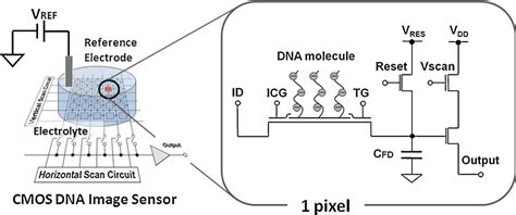 Figure From Abel Free CMOS DNA Image Sensor Based On The Charge Transfer Technique Semantic