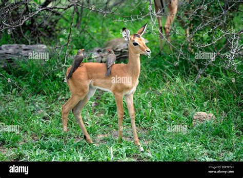 Young Impala Aepyceros Melampus With Red Billed Oxpecker Buphagus