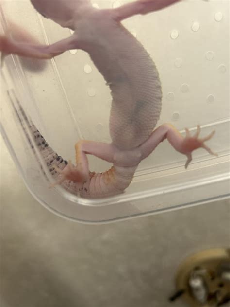 Sex Leopard Gecko Help Pls Rleopardgeckos