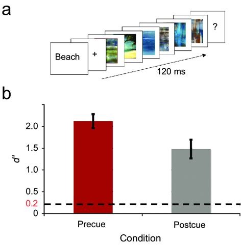 Stimuli And Results From Experiment 1 On Each Trial A Photograph Of A