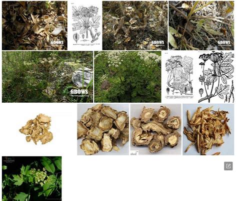 康定独活heracleum Souliei拉丁名学名属名科名植物生活型图片
