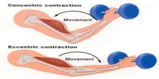 Isotonic Exercise Examples