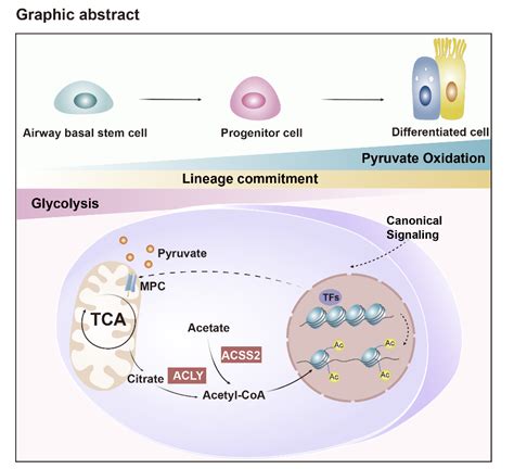 肺基底干细胞线粒体代谢调控新机制 生物通