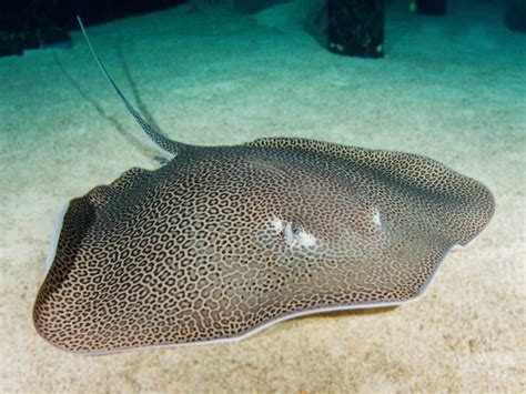 Stingray Barbs Ct Scan Retained Stingray Barb And The Importance Of