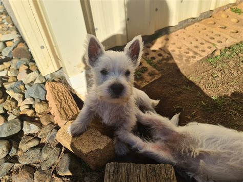 West Highland White Terriers Bracken Ridge Qld Petsforhomes