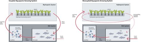 Aquaponics System And Nutrient Cycle In Coupled And Decoupled Systems